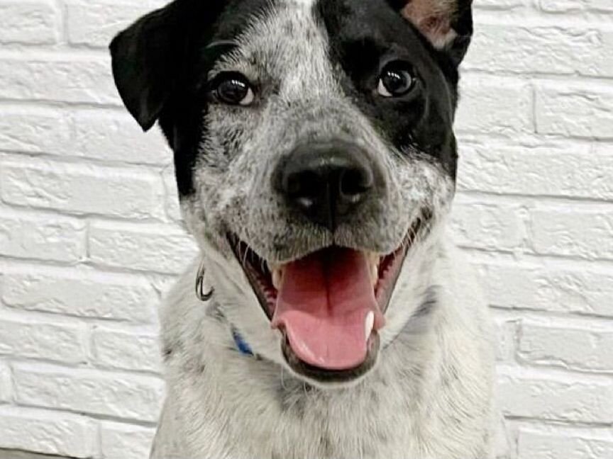 Песик Тобби