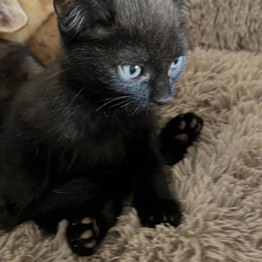 Черненькая пантерка