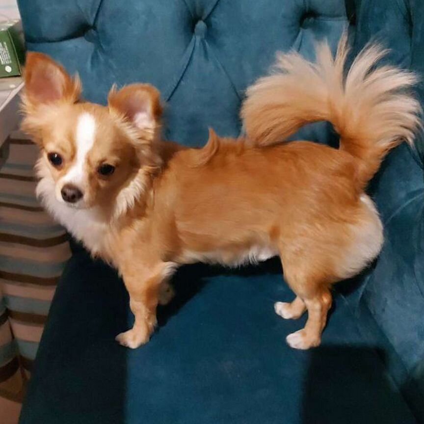 Чихуахуа ищет подружку