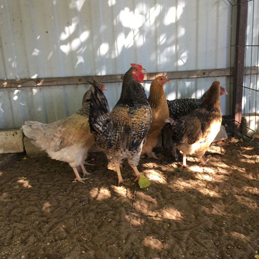 Курочки и петушок семья(4 мес 10 дн)