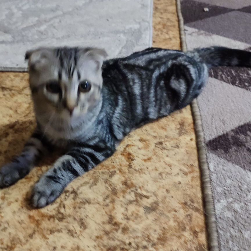 Шотландская вислоухая кошка