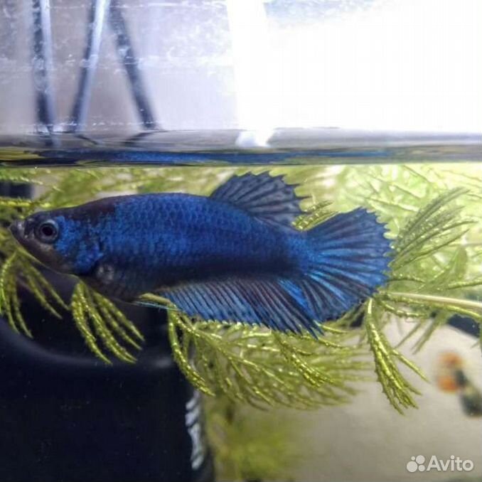 Рыбка петушок самка бесплатно