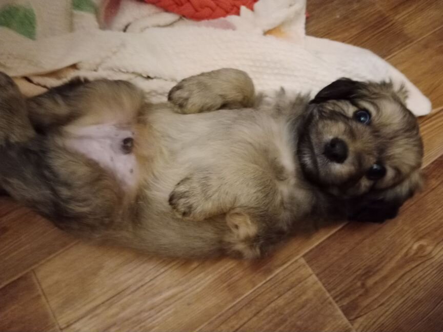 Щенки