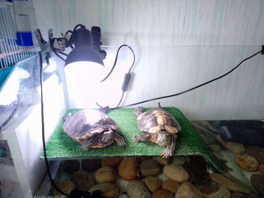 Две красноухие черепахи с аквариумом