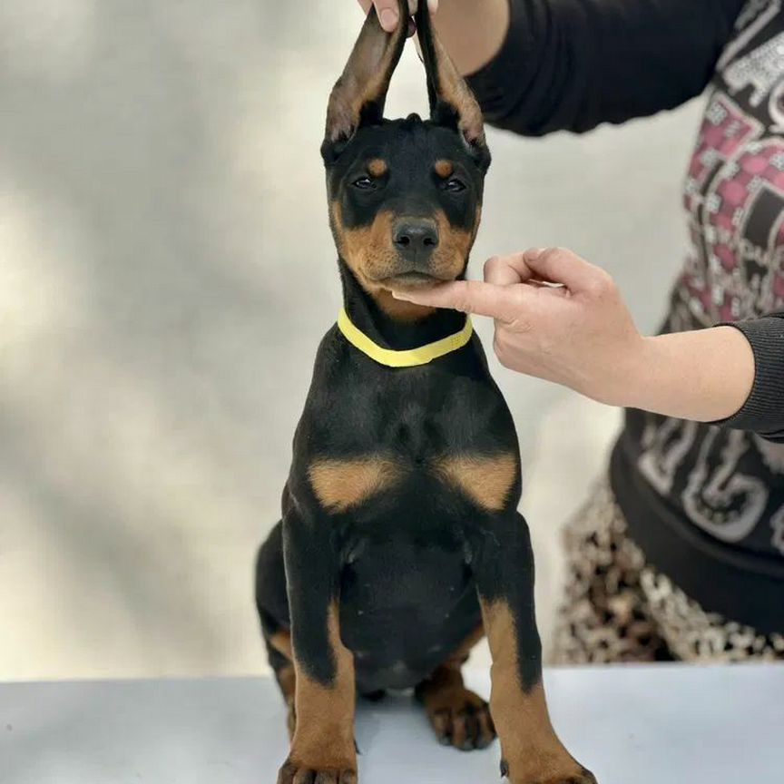 Щеночки добермана