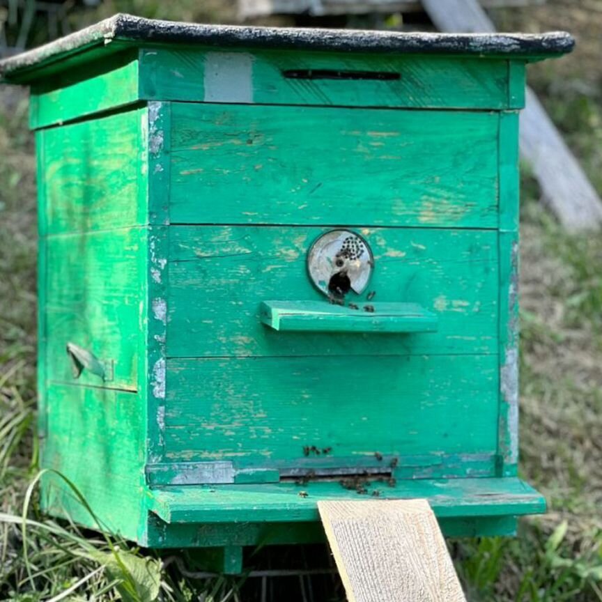 Продам пчелосемью на 8-ми рамках. Карника