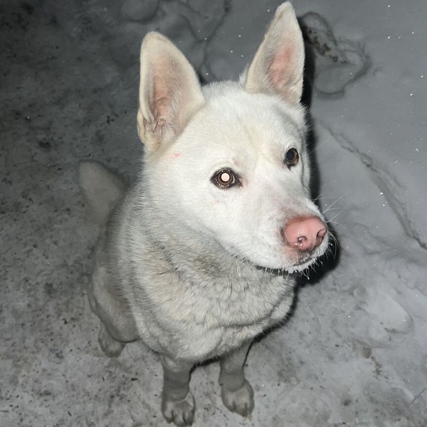 Лайка, взрослая собака