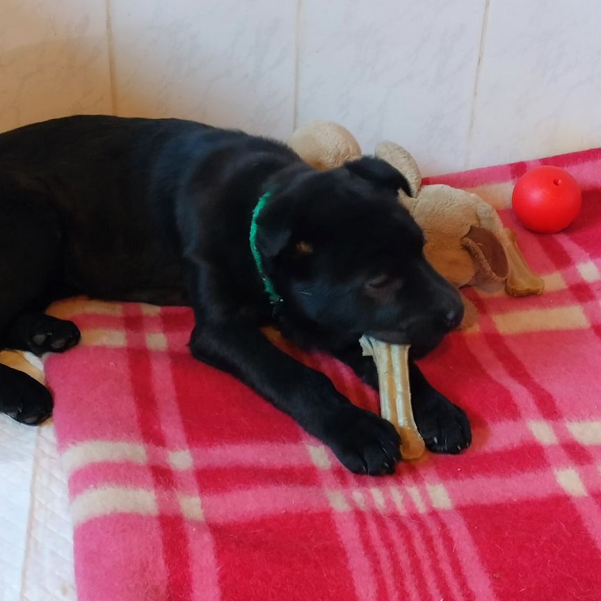 Щенки кавказец