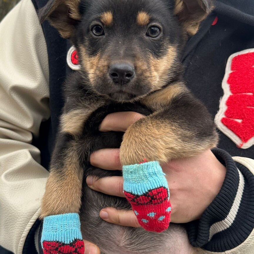 Щенки трясутся от холода