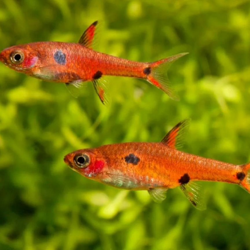 Расбора макулата