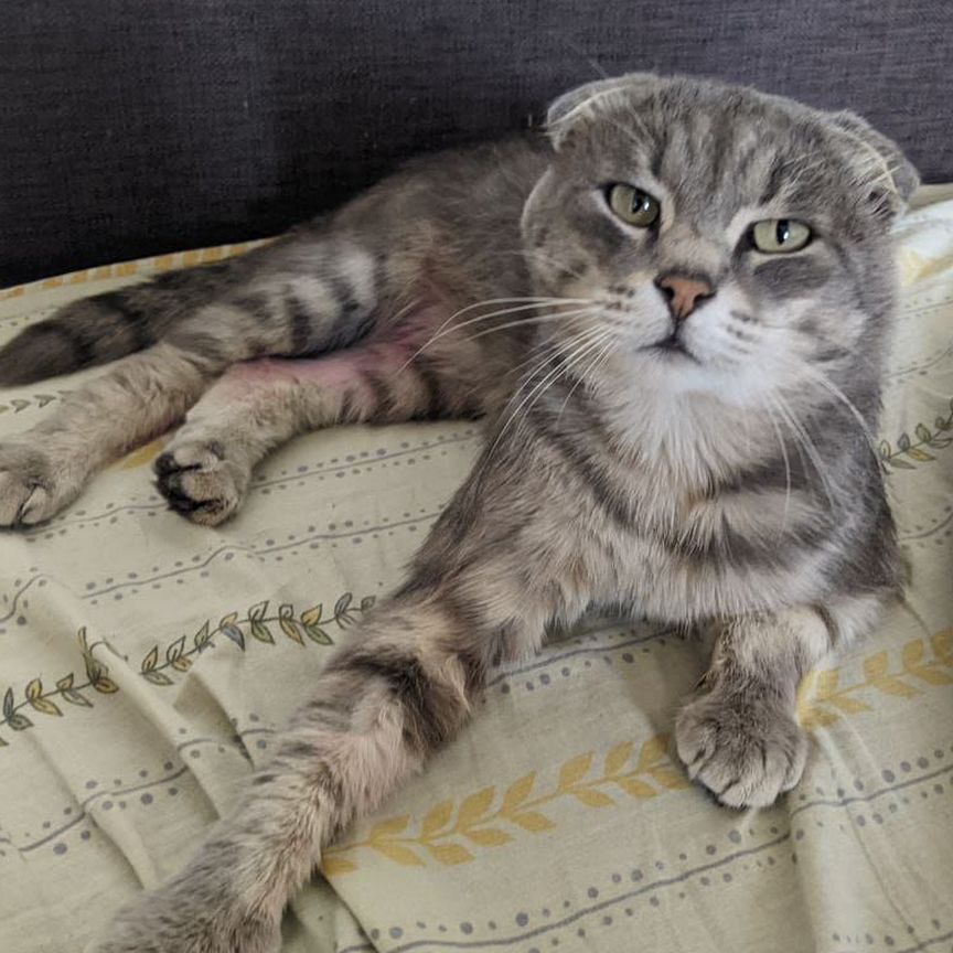 Шотландский кот, бесплатно