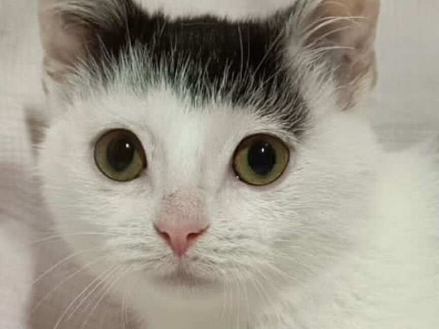 Котенок кот черно-белый в добрые руки бездомный