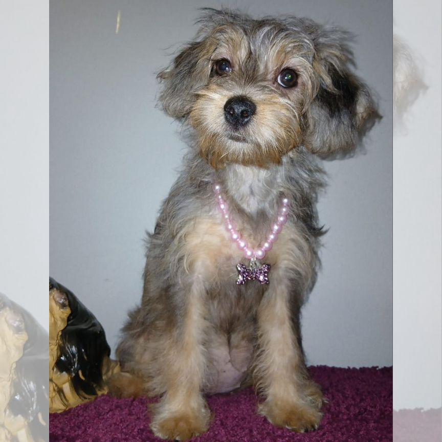 Щенок от заводчика