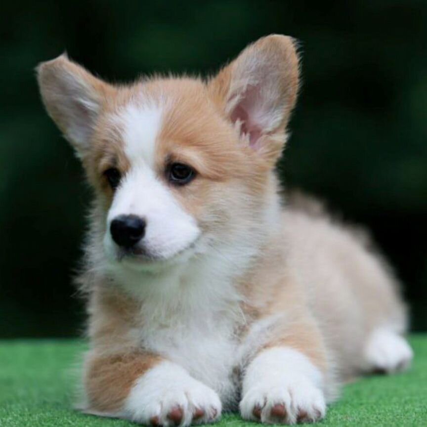 Щенки Вельш-Корги Пемброк