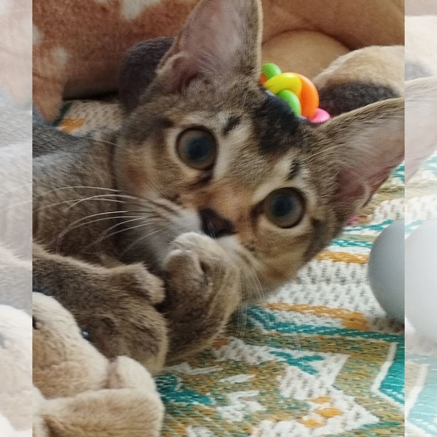 Чаузи котёнок