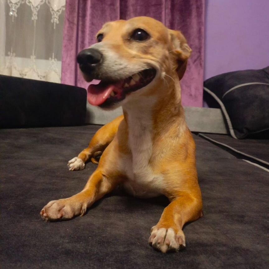 Тори мелкая собачка метис таксы