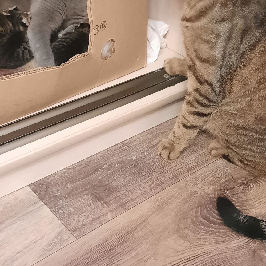 Шотландский вислоухий короткошёрстный котёнок