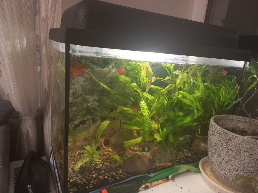 Аквариум 40л с рыбками
