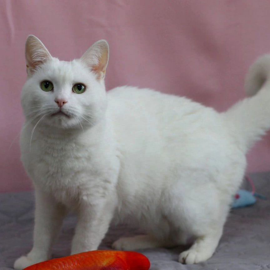 Ласковый и глухой котик ищет новую хозяйку