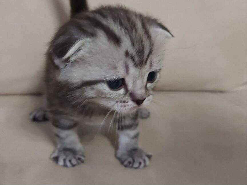 Шотландские вислоухие котята