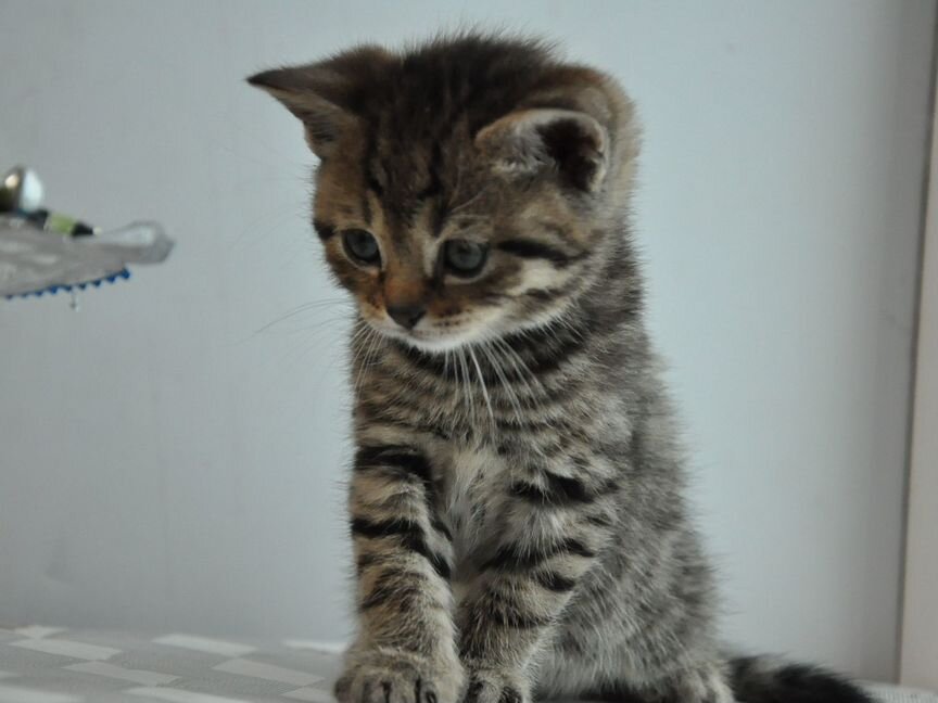 Шотландский котенок тигренок