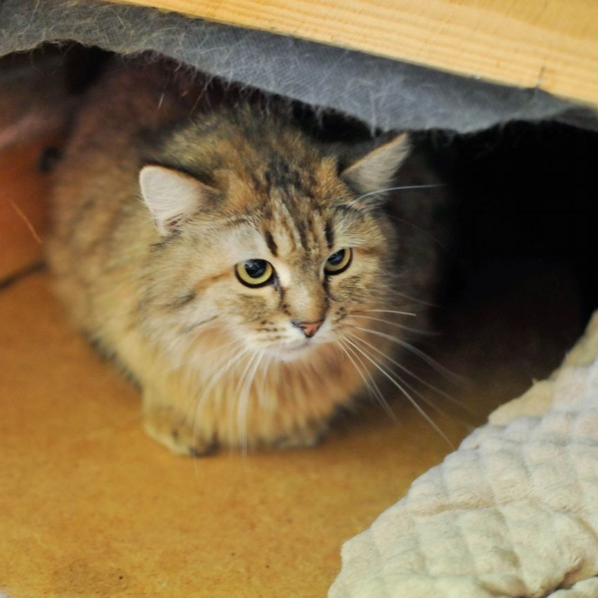 Сибирский, взрослый кот