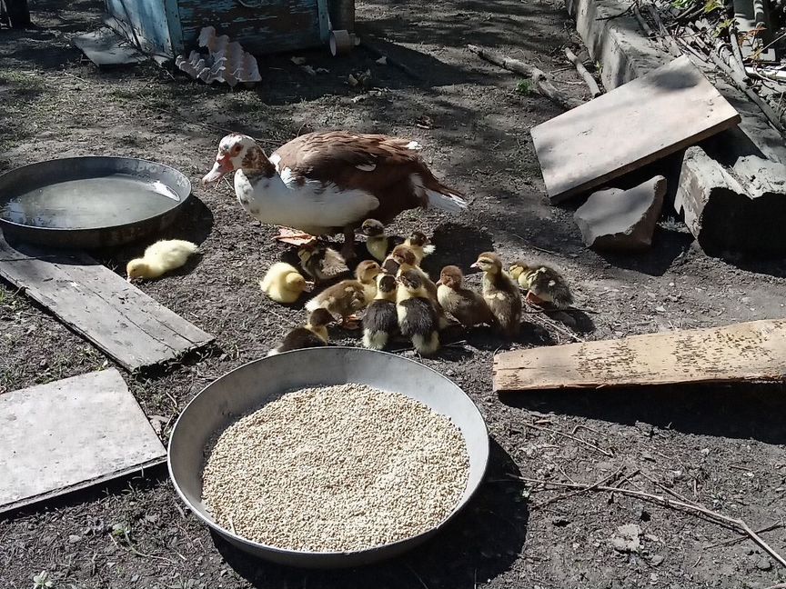 Утята с уткой