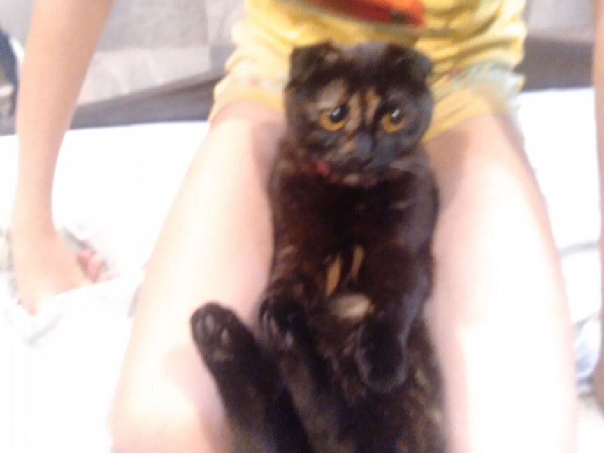 Шотландская вислоухая