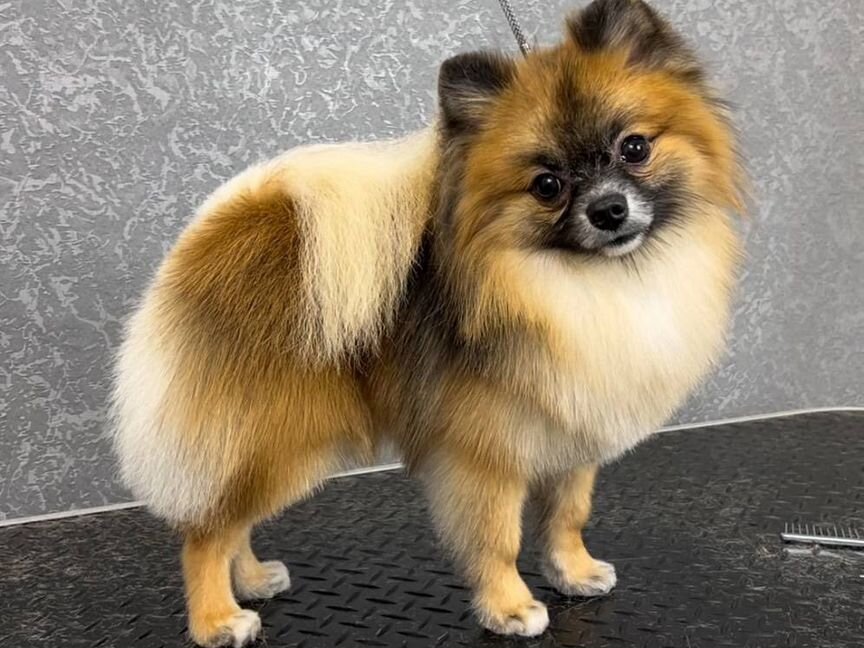 Немецкий шпиц вязка