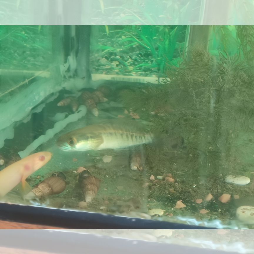 Змееголов Императорский