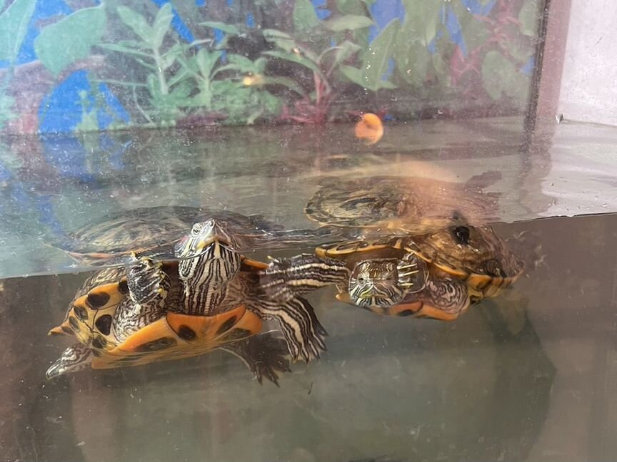 Красноухие черепахи с аквариумом