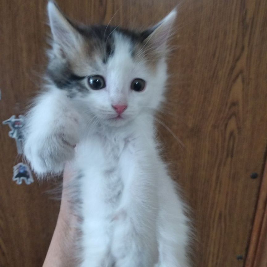 Котенок.Пушистый мальчик.1.5 месяца