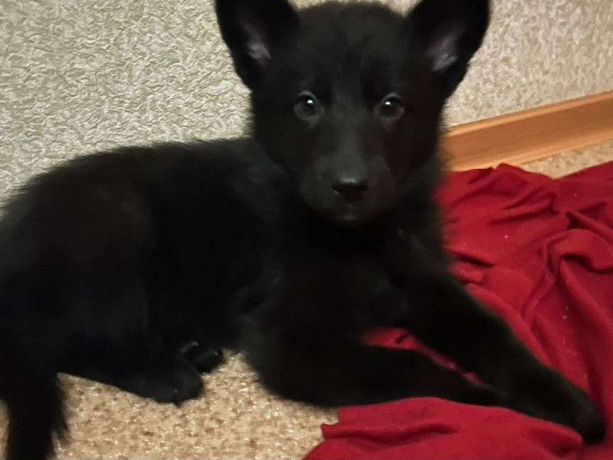 Щенки овчарки