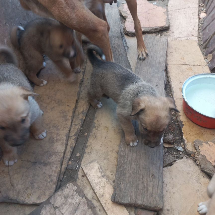 Щенки тюнингованой лайки