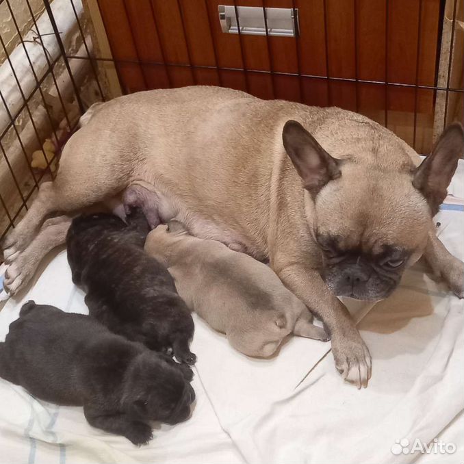 Милые Французики