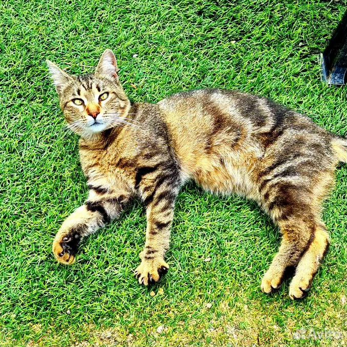 Ищу доброго человека