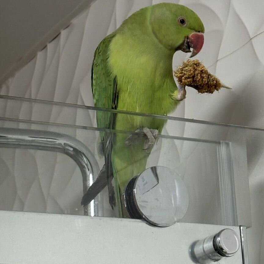 Ожереловый попугай