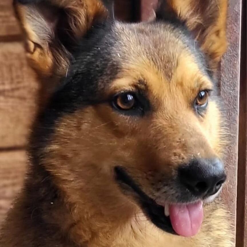 Собака в добрые руки