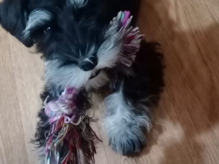 Предлагаю щенков цвергшнауцера