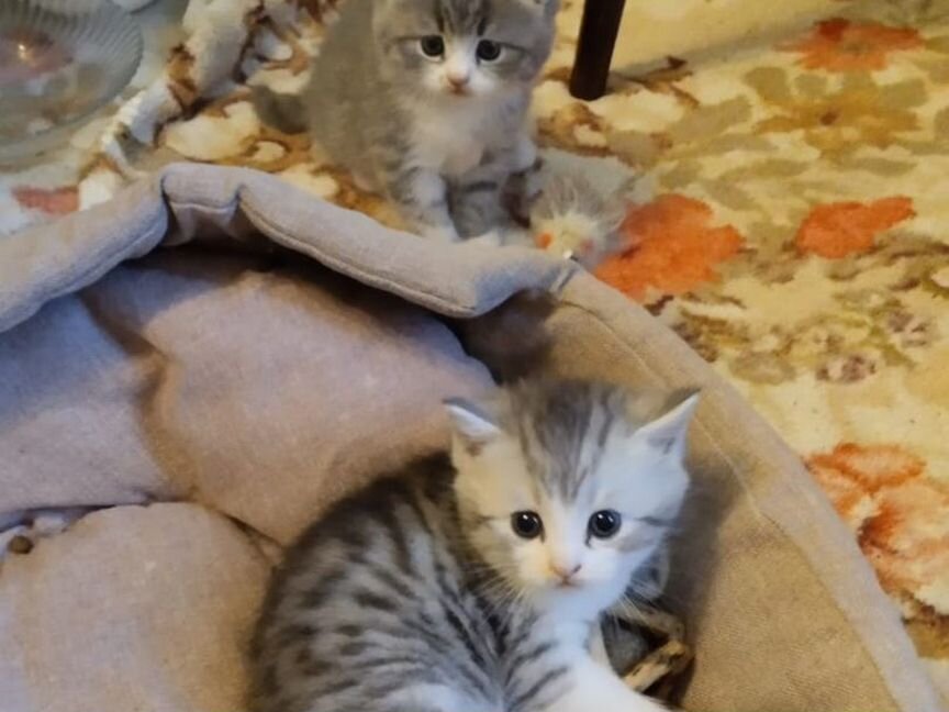 Котята родились 18.02