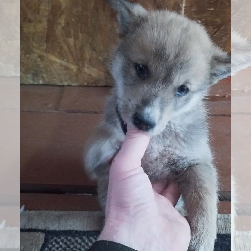 Лайка, щенок