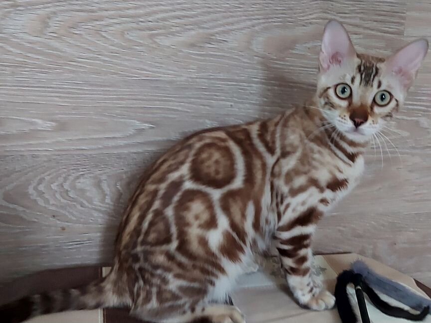 Бенгальская