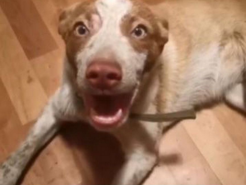 Федя ищет дом