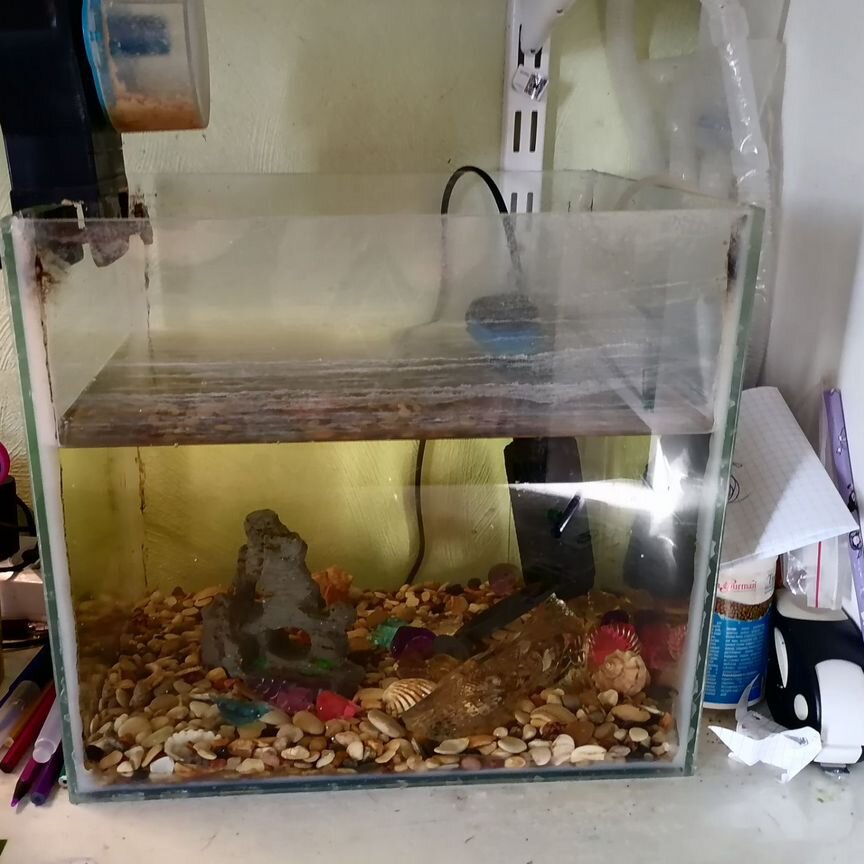 Аквариум с сомиком