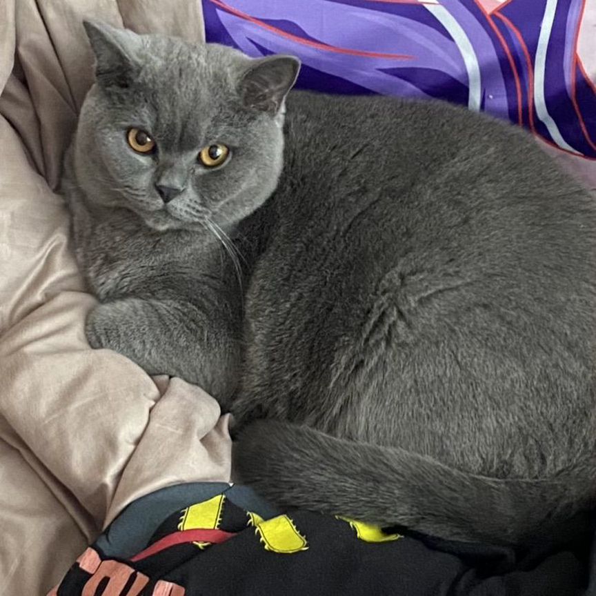 Отдам кота в добрые руки бесплатно