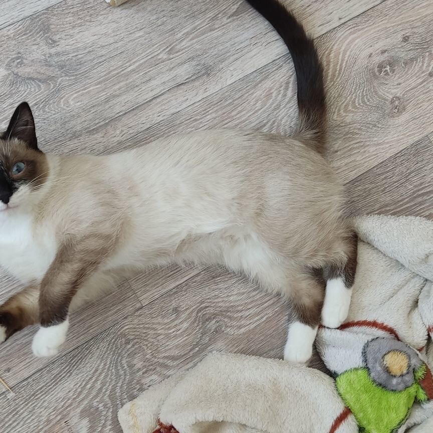 Отдам кота в добрые руки. Можно в частный дом