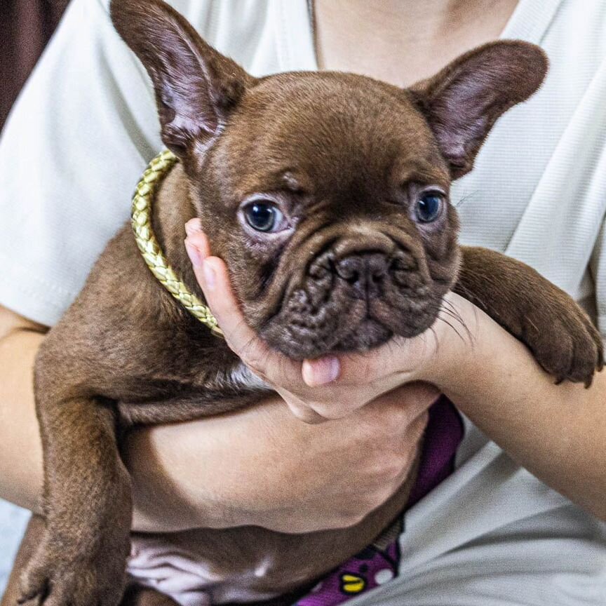 Французский бульдог, щенок