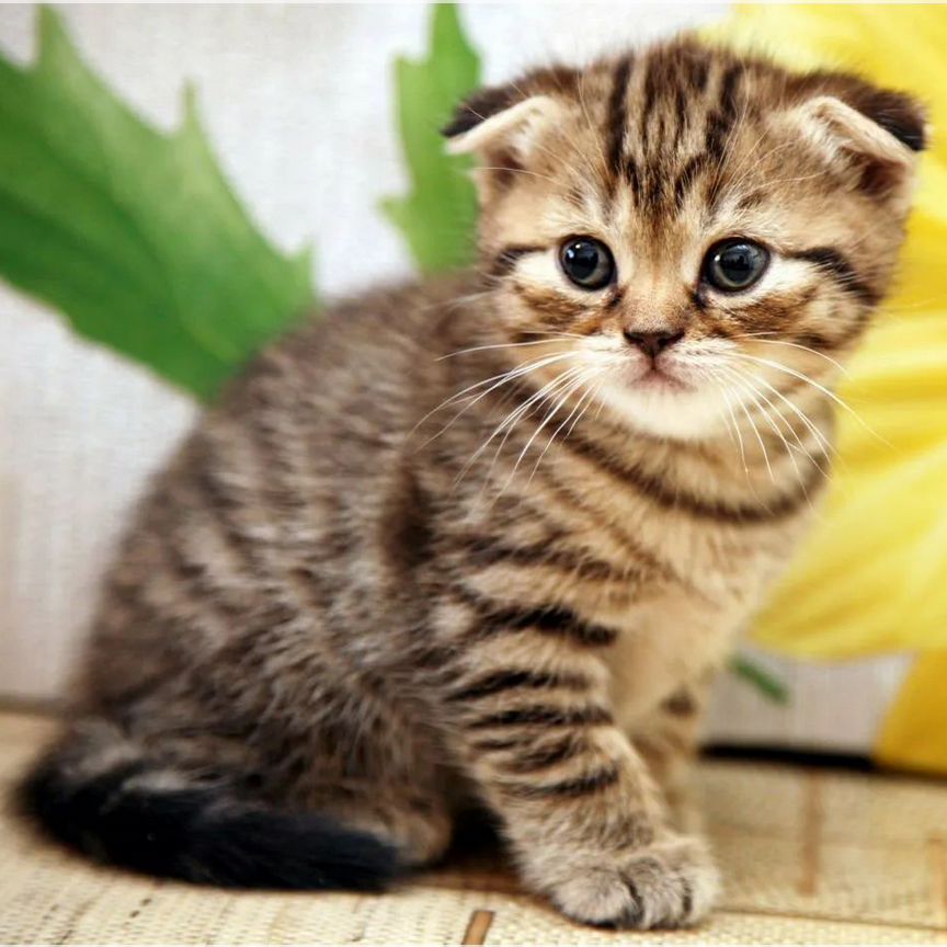 Шотландские котята чистокровные