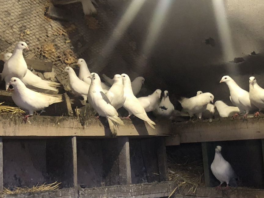 Продажа голубей