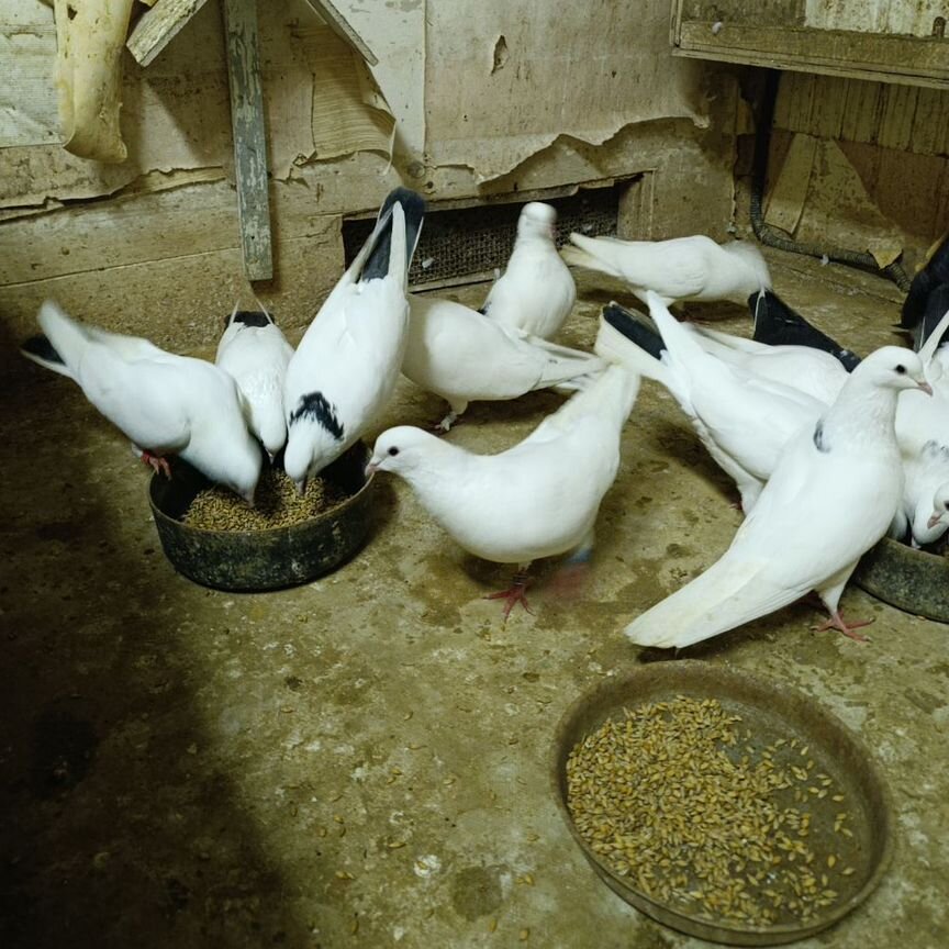 Продажа бакинских голубей